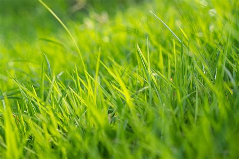 녹색 식물 눈 보호 벽지 벽지 배경 신선한 배경 일러스트 및 사진 무료 다운로드 Pngtree