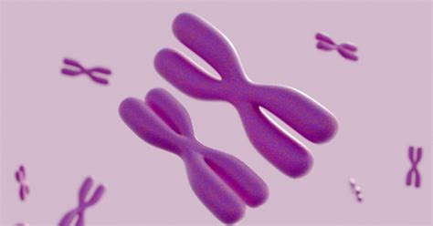 어머니 X염색체만 활성화된 암컷 쥐 뇌 노화 빨라졌다