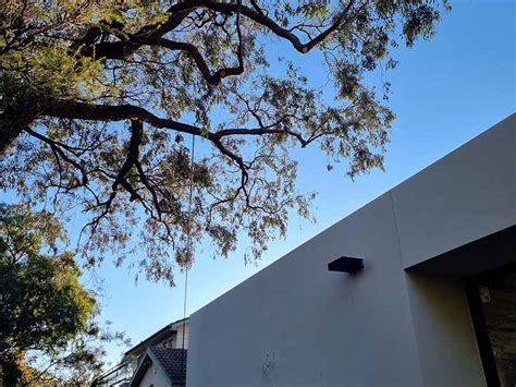 Tree Surveys Assessments Canberra Priority Tree Care