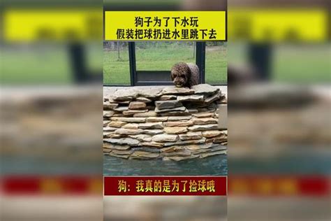 搞笑萌宠 狗子为了下水玩假装把球扔进水里跳下去狗我真的是为了捡球哦 下水