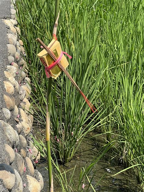 田間插「土地公拐」 秋節另類風情 中華日報中華新聞雲
