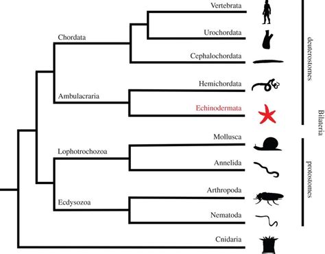 Phylogeny Of Animals