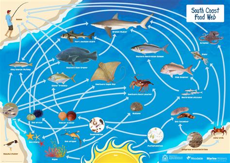 Ocean Food Web Diagram Ocean Food Chain Marine Trophic Levels Chart