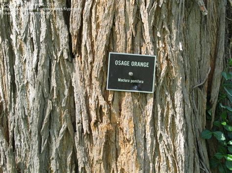 Plantfiles Pictures Maclura Species Bois Darc Bodock Tree Hedge