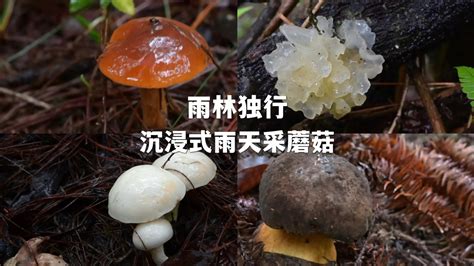 雨林独行，一场只听雨声的沉浸式采蘑菇体验 云南山师傅 云南山师傅 哔哩哔哩视频