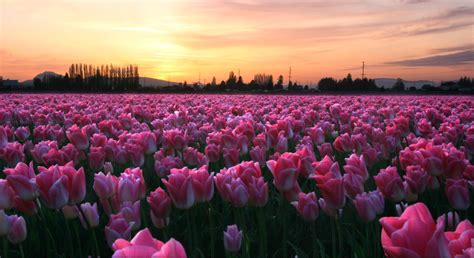 Download Pink Flower Field Flower Nature Tulip Hd Wallpaper