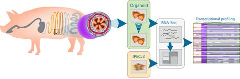 Frontiers Congruence Of Transcription Programs In Adult Stem Cell Derived Jejunum Organoids