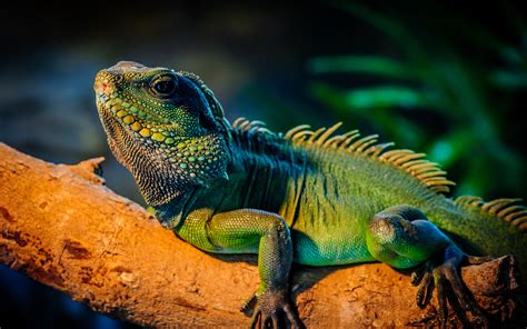 Green Iguana Wallpaper
