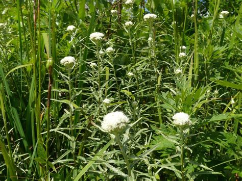 早坂高原管理棟周辺8 11残り後編 みちのくの山野草