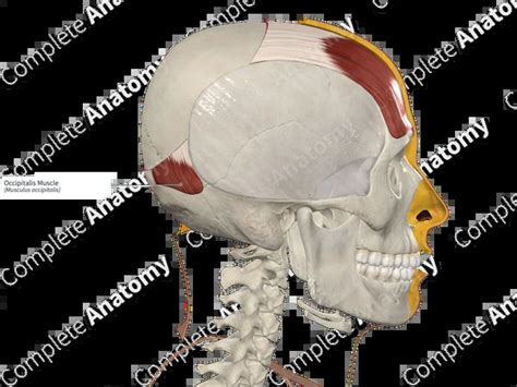 Occipitalis Muscle Complete Anatomy