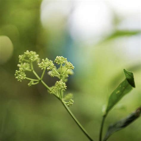 Product Of The Month Chacruna