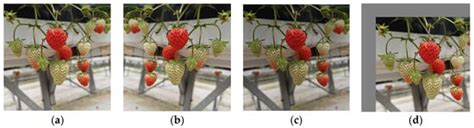 Agronomy Free Full Text Ces Yolov8 Strawberry Maturity Detection Based On The Improved Yolov8
