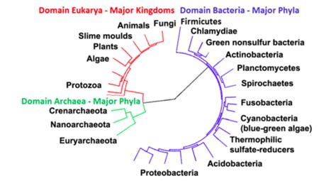 C4 Prokaryote Cell Structure And Function Flashcards Quizlet