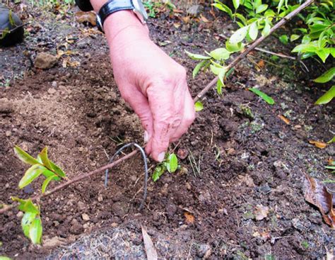 Saiba Como Fazer A Mergulhia Plantasonya O Seu Blog Sobre Cultivo