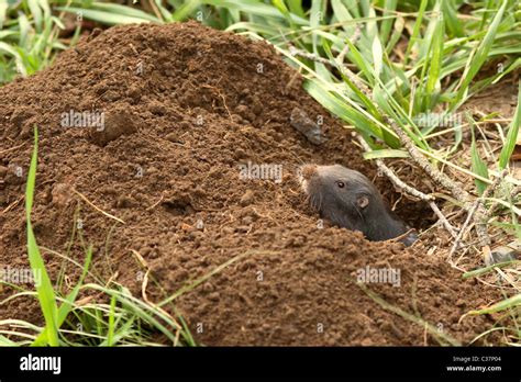 Pocket Gopher Nest At Michael Siddons Blog