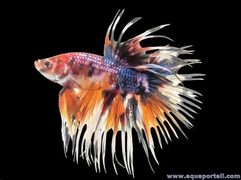 Poisson Combattant Aquarium Et Explications