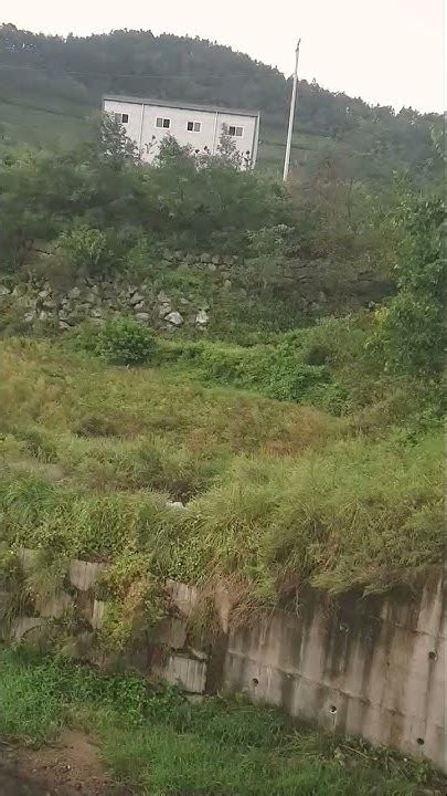 고라니 고리니 Youtube