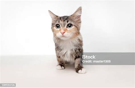 흰색 스튜디오 배경에 고립 포즈 멀티 컬러 아름다운 고양이 광고 디자인 용 전단지 공간을 복사합니다 가정 생활에 대한 스톡 사진 및 기타 이미지 Istock