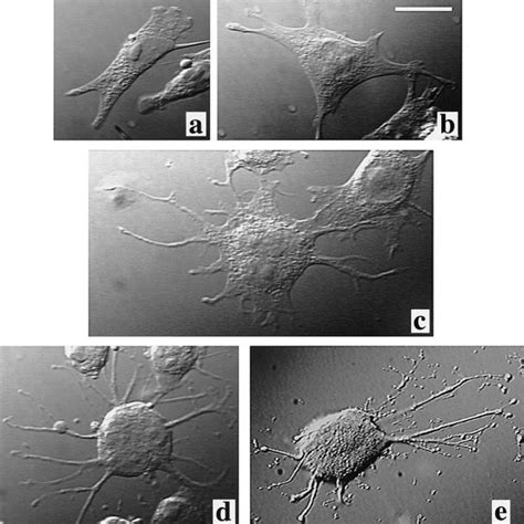 Microscope Images Taken In Differential Interference Contrast 63 Download Scientific Diagram