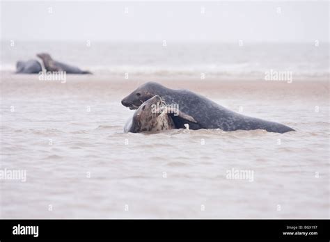 Grey Seals Mating In Sea Stock Photo Alamy