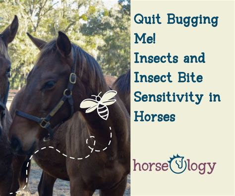 Quit Bugging Me Insects And Insect Bite Sensitivity In Horses