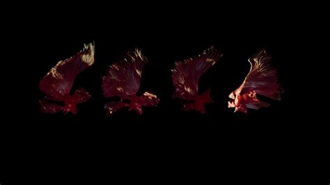 금붕어 큰 지느러미와 꼬리 3d 시각화를 가진 아름다운 빨간 싸우는 물고기 3차원 형태에 대한 스톡 사진 및 기타 이미지 3차원 형태 가축 검은색 Istock