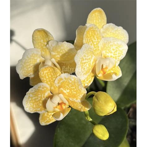 Орхидея Phal. Yaphon Golden Leopard - купить, доставка Украина