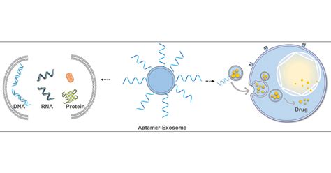 Aptamer Exosomes For Tumor Theranostics Acs Sensors