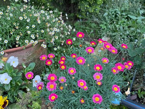 ფლორა პლიუსი 🌺🌸🌼მალე გაზაფხული მოვა🌸🌼🌺 🌺🌼🌸ჩვენი ეზოს
