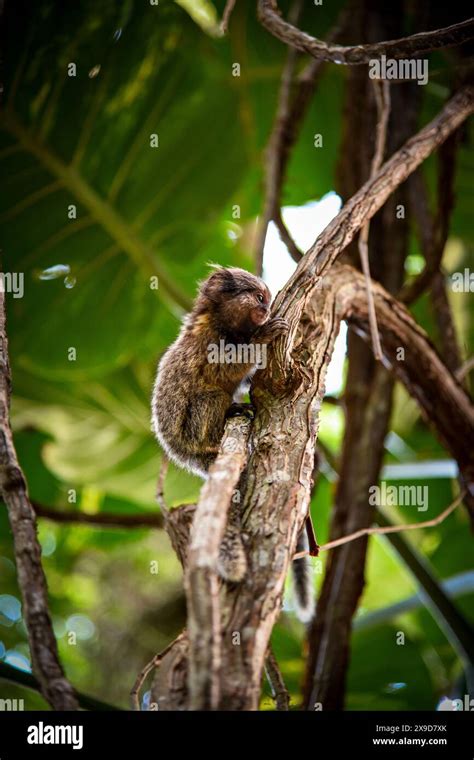 A Curious Baby Marmoset Clinging To A Tree Branch In Rio De Janeiro Brazil Stock Photo Alamy