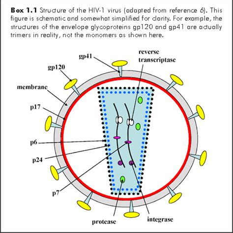 1 Virology Of Human Immunodeficiency Virus