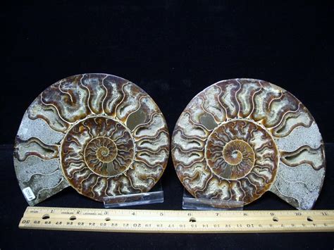 Sliced Ammonite Fossil 040219f The Stones And Bones Collection