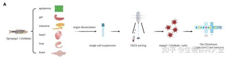 文献解读 跨器官单细胞转录组分析揭示了斑马鱼巨噬细胞和树突状细胞的异质性 知乎