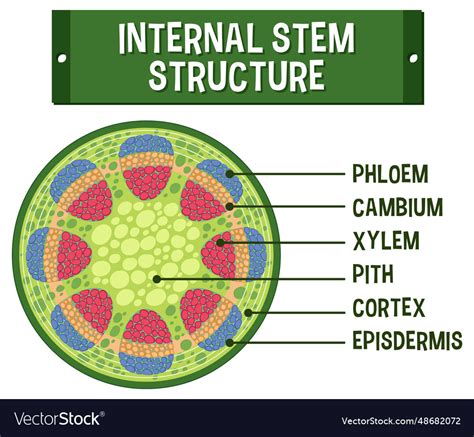 Internal Structure Of Stem Diagram Royalty Free Vector Image