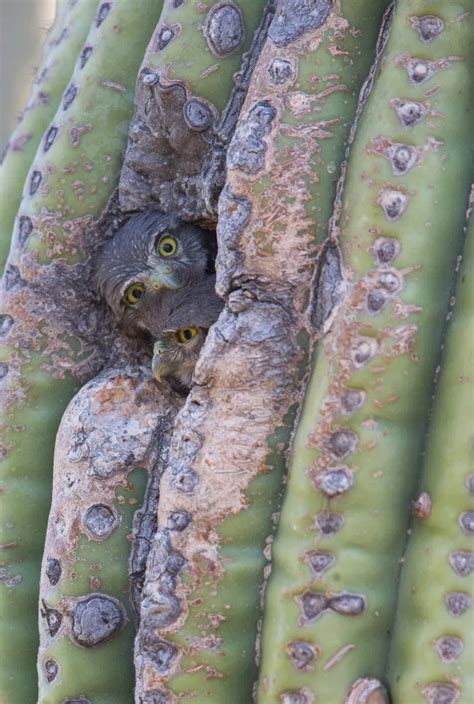 Owl A Year In The Lives Of North American Owls Elf Owl Nest Owl
