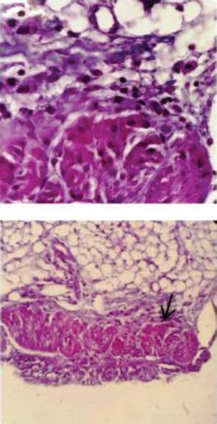 Photomicrographs Of Cardiac Tissue In Different Groups A Control Download Scientific Diagram