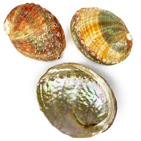 Haliotis Fulgens Natural Abalone Shell Simply Shells