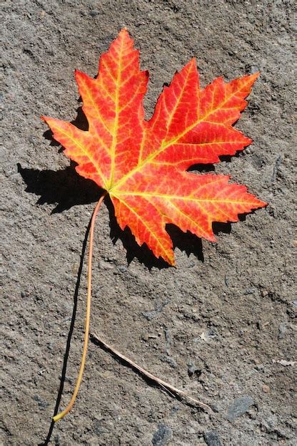 Premium Photo Red Maple Leaf