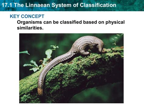 Linnaean Classification System Taxonomy And Binomial Nomenclature