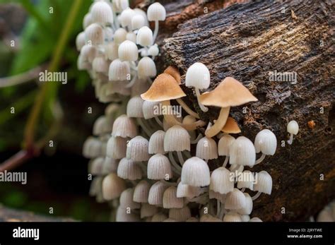 A Mushroom Is The Fleshy Spore Bearing Fruiting Body Of A Fungus