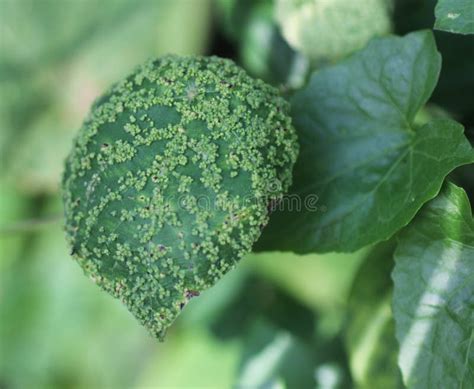 Green Leaf With Insect Eggs Stock Image Image Of Food Closeup 268400423
