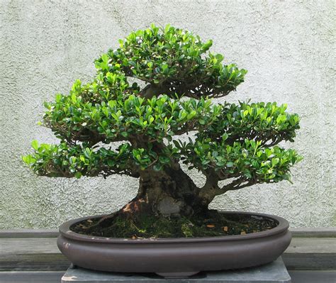 THE GRATIFICATION OF A BONSAI Il Giardino Di VECA
