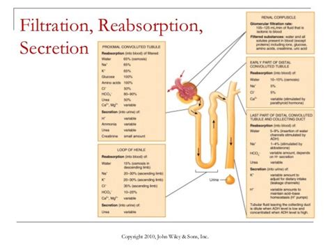 Lecture 2 The Urinary System