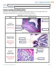 BIO202 Week4 DigestiveSystem LabReport Pdf Lab 4 Digestive System