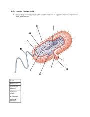 Active Learning Template Cells Docx Active Learning Template Cells Draw An Image Of A