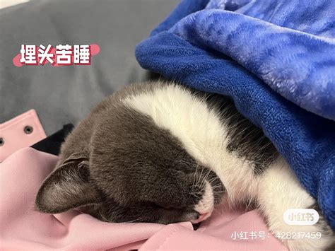 三三是只不给抱的粘人小猫咪 哔哩哔哩