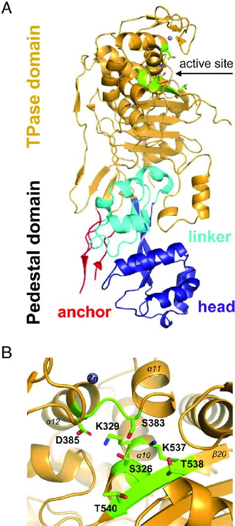 A Domain Organization In The Structure Of A Baumannii Pbp2 The