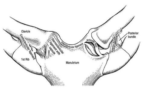 Shoulder Complex Flashcards Quizlet