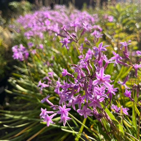 Garlic Plant Purple Flowers Society Garlic Glenside The Diggers