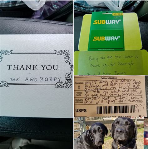 Estos Perros Traviesos Se Robaron El Almuerzo De Nuestro Cartero Infobae